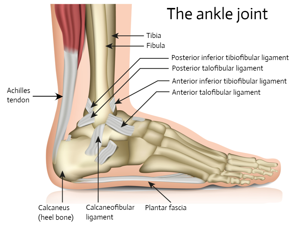 The ankle joint – Monmouth Academy